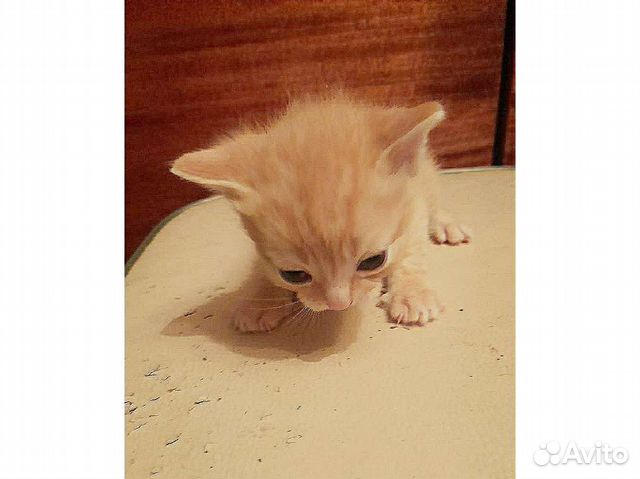 Котенок мальчик 1 месяц