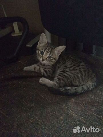 Шотландская кошка