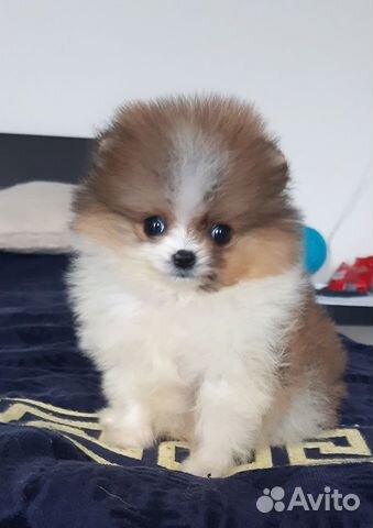 Померанский шпиц микро малыш