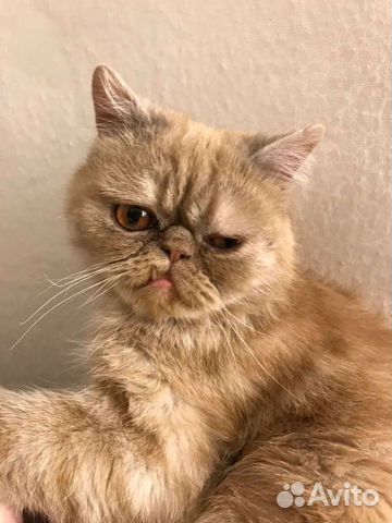 Метис экзота