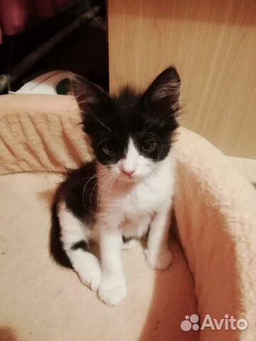 Котенок в добрые руки
