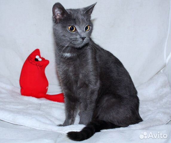 Мадлен. Кошка в добрые руки