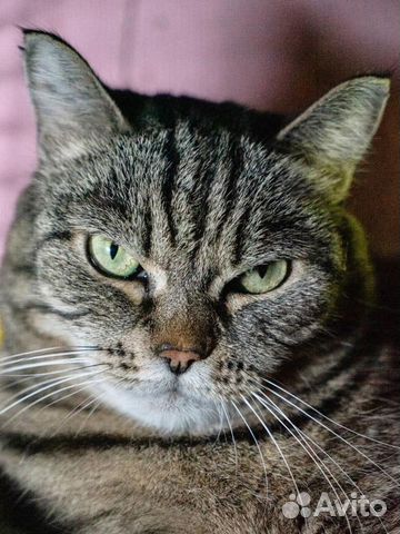 Кошка Арина ищет хозяина. Отдадим в хорошие руки