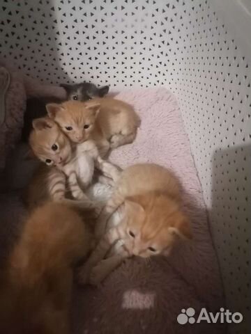 Котята в добрые руки бесплатно