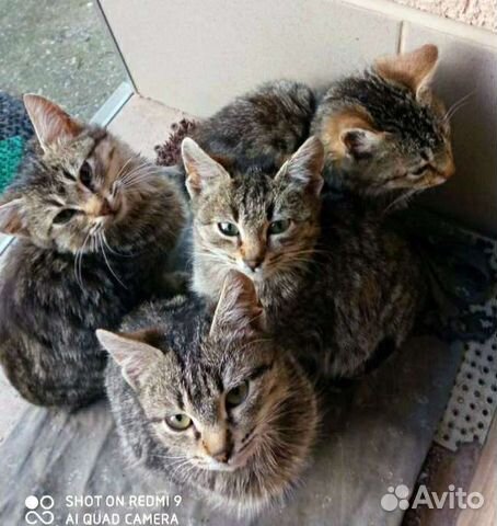 Котята мышеловы
