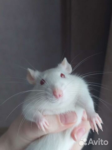 Декоративная крыса
