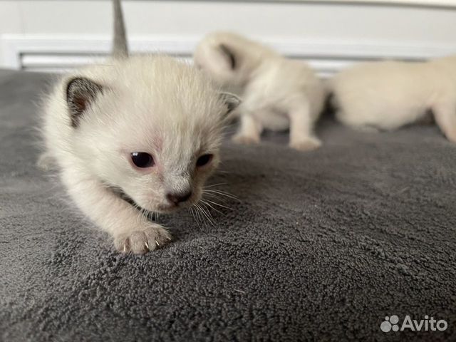 Тайские котята