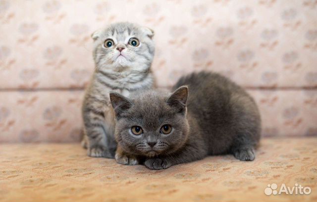 Шотландские девчонки