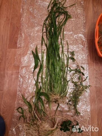 Аквариумные растения бесплатно