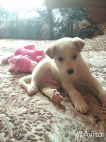 Щенок мальчик Каспер 1,5 мес