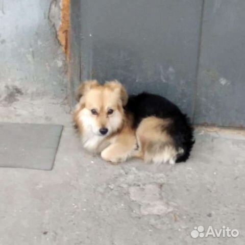 Маленькая собака