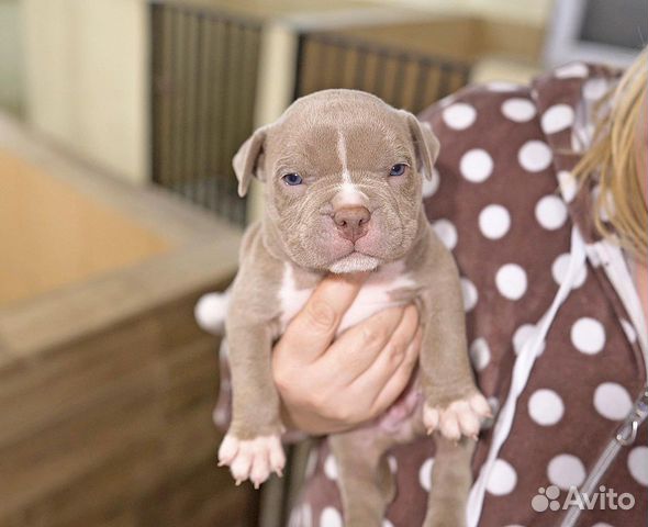 Американский Булли щенок мальчик 1 месяц