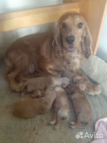 Собака кокер спаниель англиский