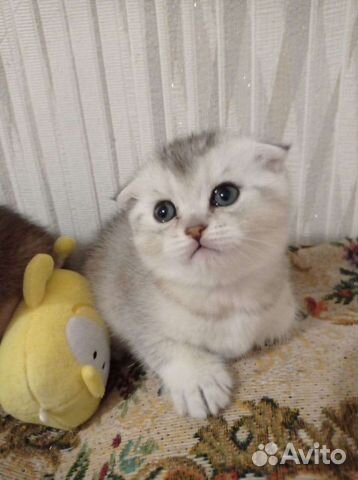 Шотландская вислоухая кошка