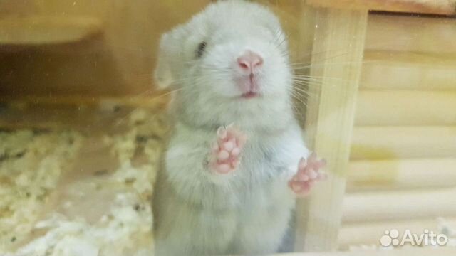 Шиншилла (малыши шиншиллы)