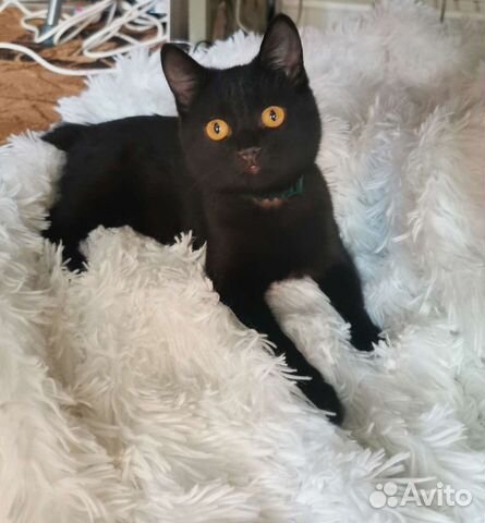 Кошка ищет жениха