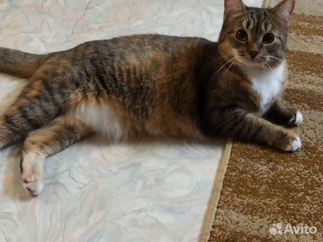 Рыся ищет дом