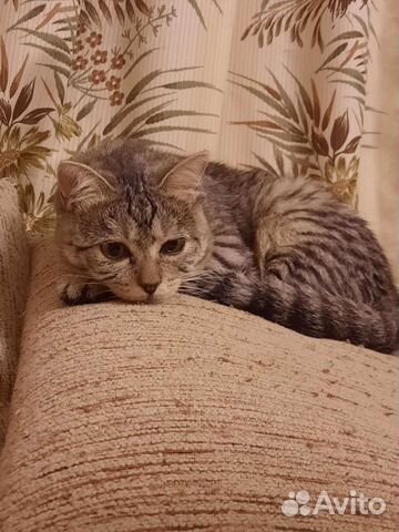 Ласковый кот в хорошие руки