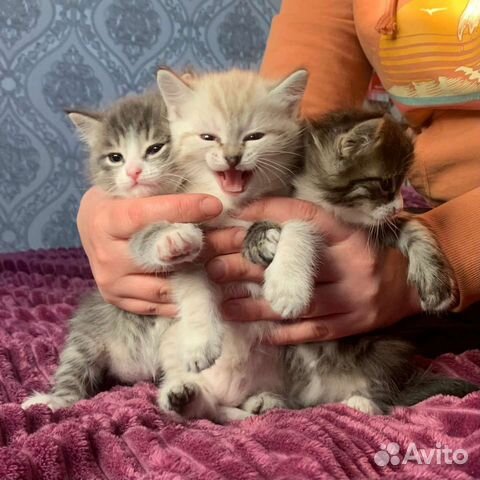 Котята сибирской кошки