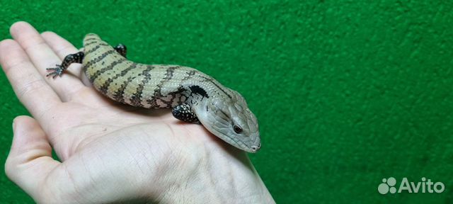 Сцинк синеязыкий ручной подросток