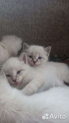 Невская маскарадная