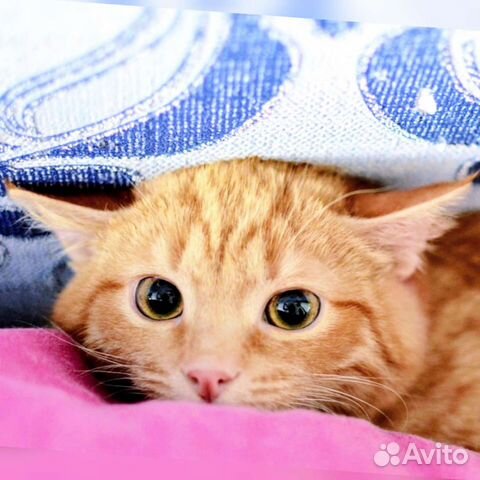 Рыжий котёнок в добрые руки