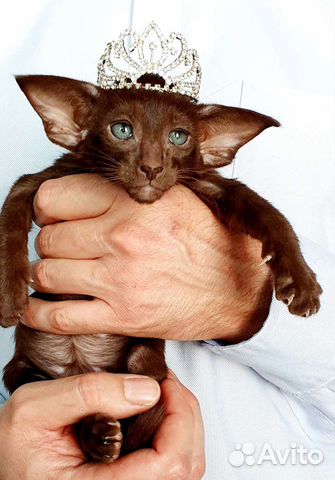 Красивые ориентальные котята