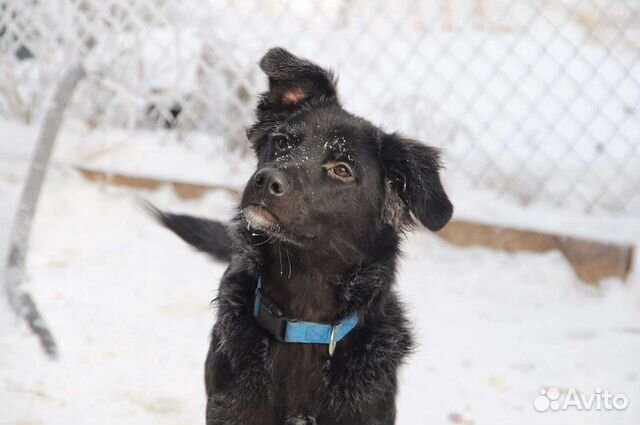 Максимка ищет дом