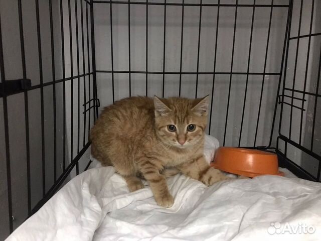 Рыжее счастье в дом