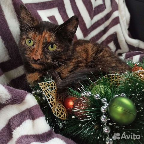 Котята 5 месяцев