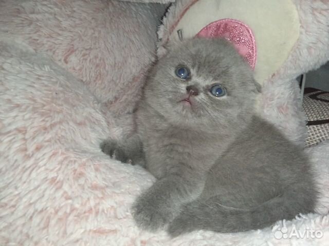 Британские котята