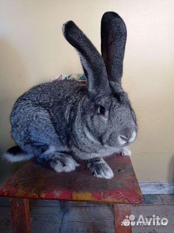 Советская шиншила с материка