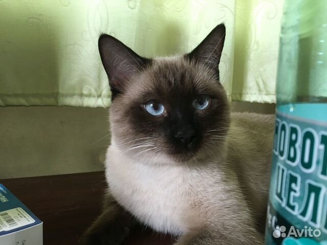 Тайский кот Вязка