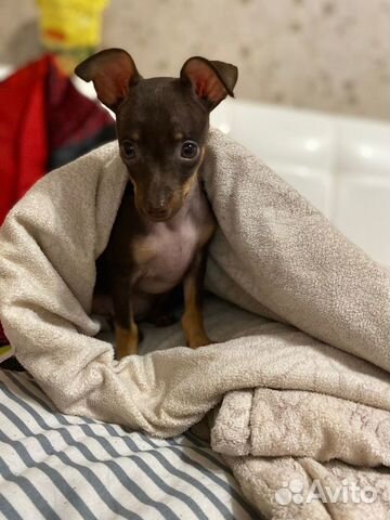 Продам щенка Королевского той терьер мини