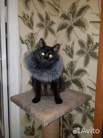 Кот курильский бобтейл