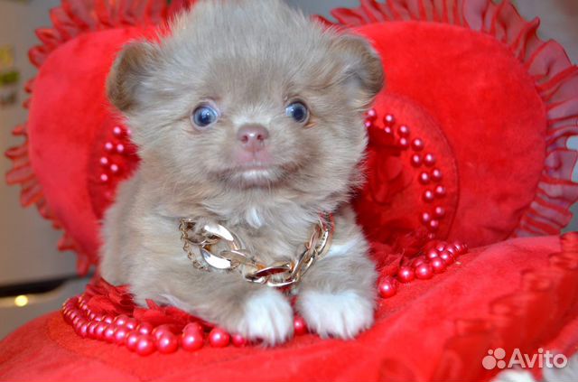 Лиловый очаровашка