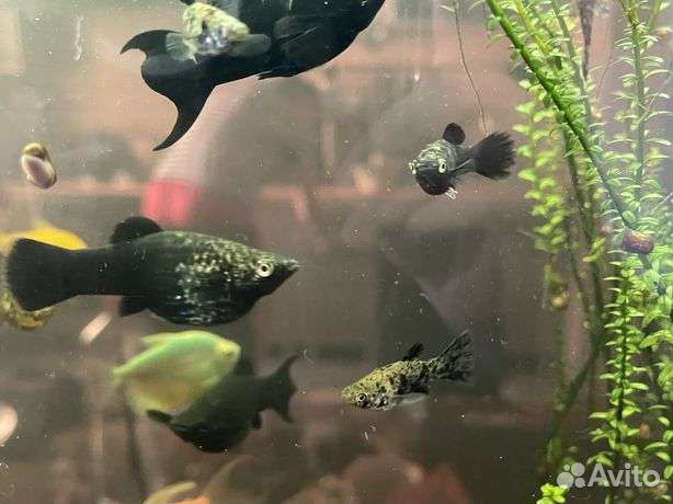 Рыба молинезия