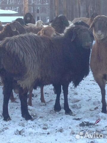 Продам племенного барана