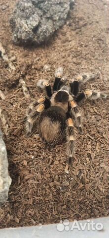 Паук птицеед смити 2 года