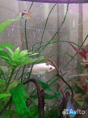 Целующийся гурами