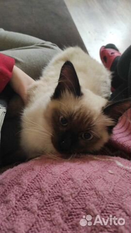 Сиамский котёнок