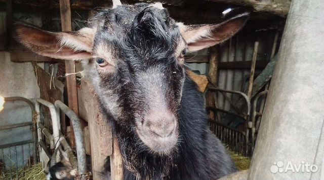 Молодой племеной козлик