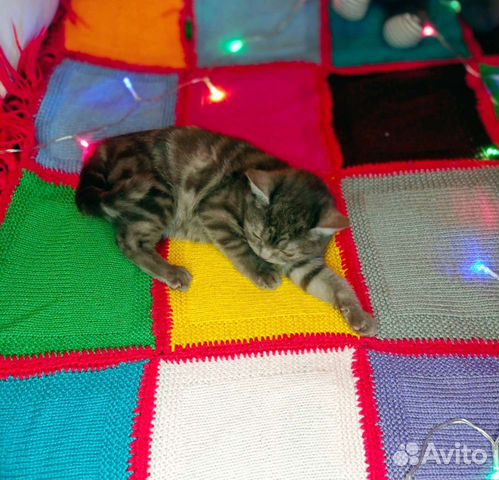 Британская короткошерстная кошка