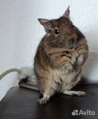 Дегу бесплатно в хорошие руки