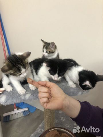 Выкинули котят в Рождество. Нужен новый дом