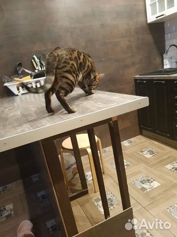 Бенгальская кошка