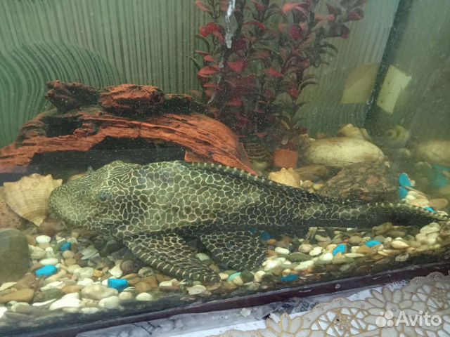 Сомик анциструс