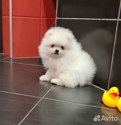 Мальчик - пушистое белое нежное облачко