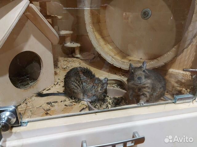 Чилийские белки / Дегу