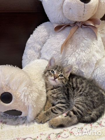 Тигренок в поисках дома